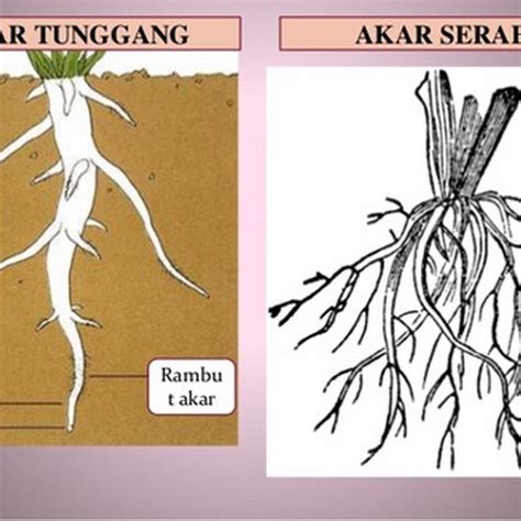 Mengenal Jenis Jenis Akar Pada Tumbuhan Serabut Dan T