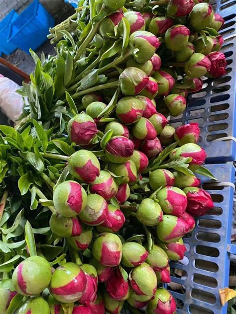 2022浅析芍药鲜切花市场前景 知乎