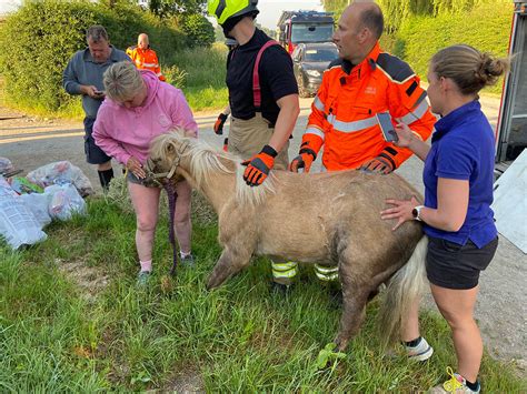 Pictures York Firefighters Rescue Bumble The Pony Yorkmix