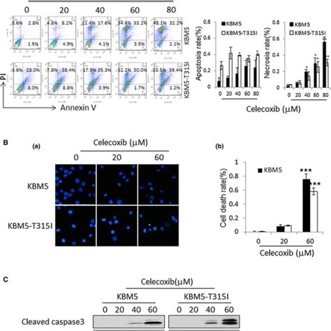 Celecoxib Induces Apoptosis And Necrosis In Kbm5 And Kbm5 T315i Cells