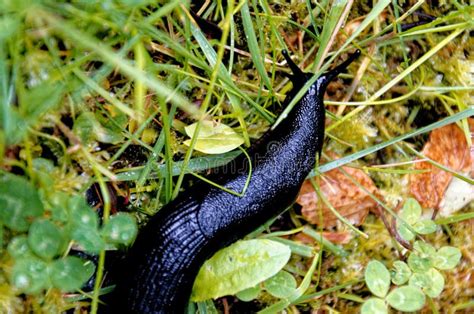 Large Black Slug On Grass In A Garden Stock Photo Image Of Selective