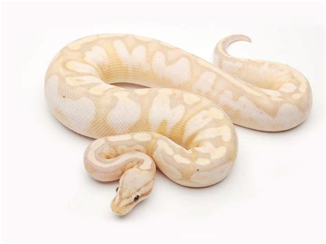 Calico Pastel Super Coral Glow Morph List World Of Ball Pythons