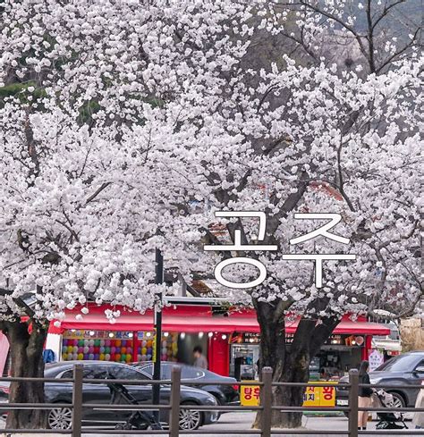 공주 동학사 벚꽃 만개 충남 벚꽃 대전 근교330일 네이버 블로그