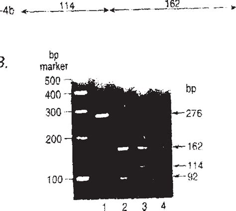 figure 2 from a modified pcr rflp genotyping method demonstrates the