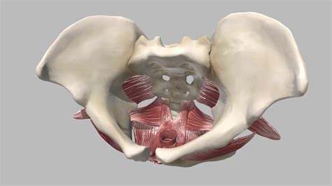 Female Pelvic Floor Muscles Buy Royalty Free 3d Model By Aimee