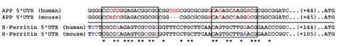 Iron Response Element Sequence Homology Between Human And Mouse 5 Utr Download Scientific