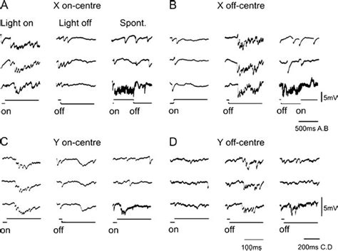 Pattern Of Feedforward Ipsps In Different Types Of Principal Cells