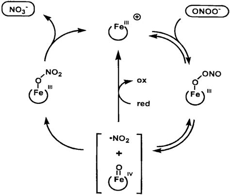 Proposed Catalytic Cycle Download Scientific Diagram