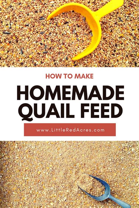 Homemade Quail Feed Quail Raising Quail Quail Coop
