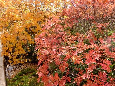 大雪山の初秋の植物2015年9月21日かぎけんWEB