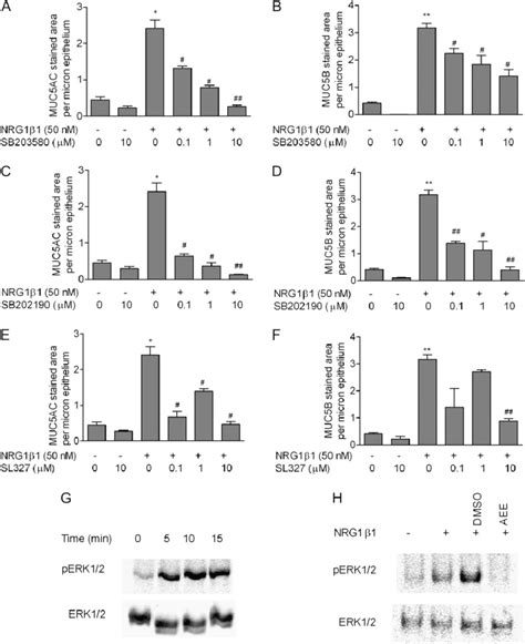 Role Of P38 Mitogen Activated Protein Kinase Mapk And Extracellular