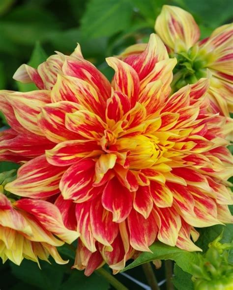 Dahlia Explosion