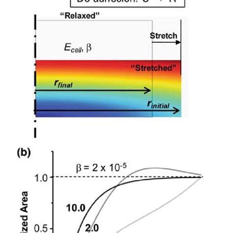 Finite Element Model Of De Adhesion Effect Of Cell Stiffness A