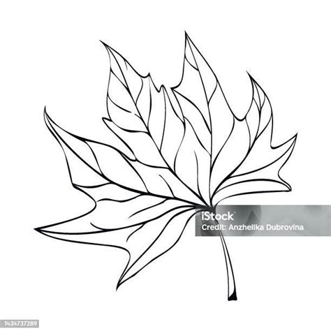 Freehand Drawing Of A Leaflet Stock Illustration Download Image Now