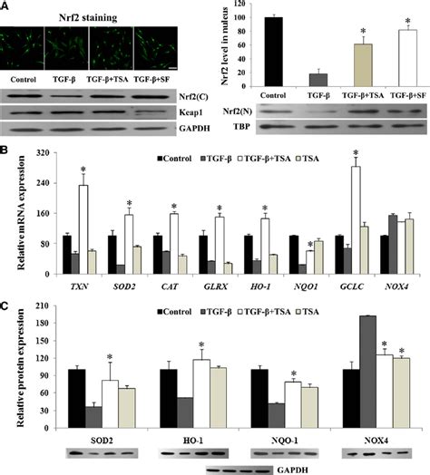 Tsa Activates The Nrf2 Are Signaling Pathway Human Corneal Fibroblasts