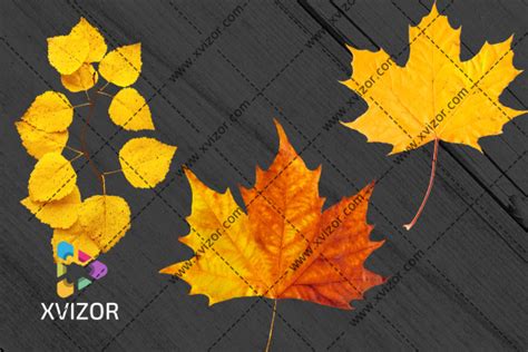 پک 10مدل برگ پاییزی لایه باز و بدون پس زمینه 01 ایکس ویزور مرجع ابزار تولید محتوا