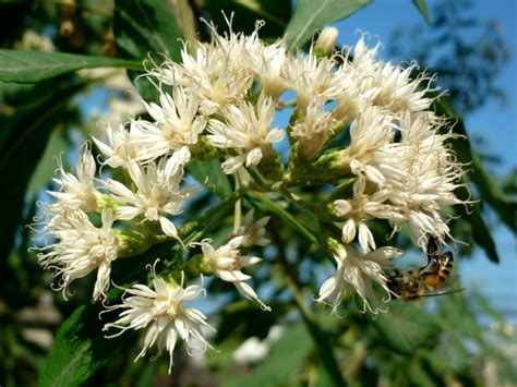 Benefícios e propriedades da Assa peixe Blog da Plantei