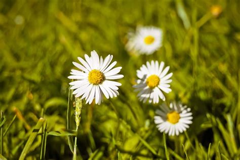 草地 玛格丽特 花 Pixabay上的免费照片 Pixabay