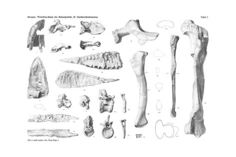 Paleontólogos Afirman Haber Descubierto Una Nueva Y Aterradora Especie De Dinosaurio En