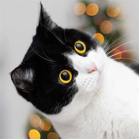 Meet Izzy The Cat With The Funniest Facial Expressions Thats Going