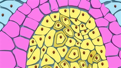Germ Layer 3d Model Turbosquid 2308426