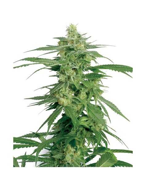 Buy Hollands Hope From White Label Seeds Oaseeds