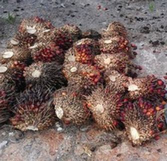 Figure5 Sample Labeling Of The Data Set A Palm Fruit B Durian C Download Scientific