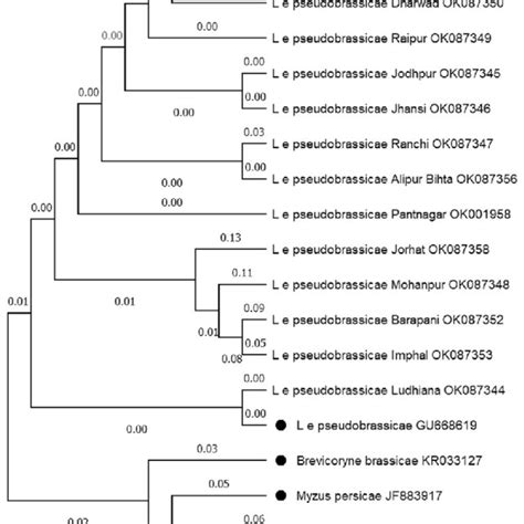 Phylogenetic Tree For Partial Mtcoi Gene Sequence Of L E