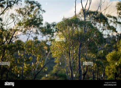 Beautiful Gum Trees And Shrubs In The Australian Bush Forest Gumtrees