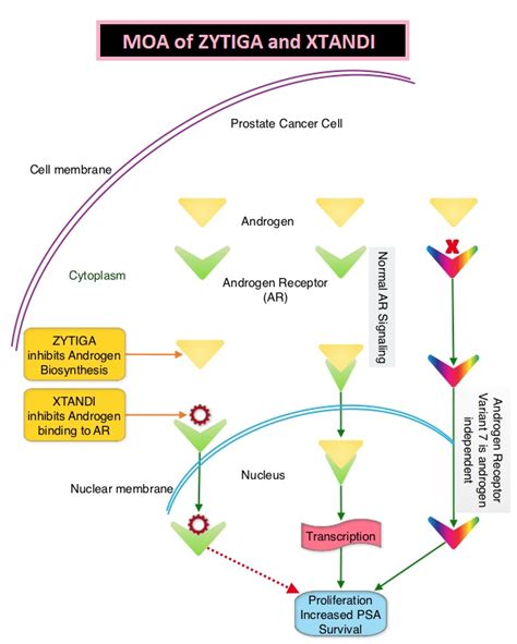 Xtandi® After Taxotere® And Zytiga® Treatment In Prostate Cancer