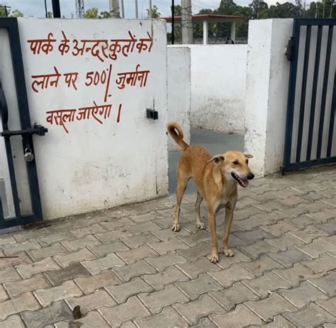 सड़के भी इंसानो की गलियाँ भी इंसानो की पार्के भी इंसानो की। मतलब पूरी
