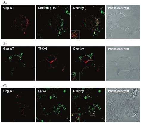 Wild Type Htlv 1 Gag Proteins Localize Mainly In The Endocytic Pathway