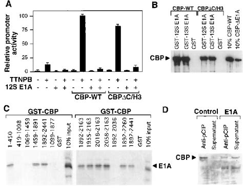 Identification Of Two Previously Unknown E1a Interaction Domains In Download Scientific Diagram