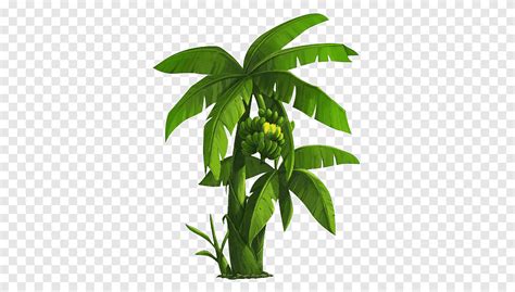 ใบตอง โปสเตอร์ สวนกล้วย การพิมพ์ ต้นไม้ กระถางดอกไม้ กระถาง ลำต้นของพืช กล้วย ไร่กล้วย