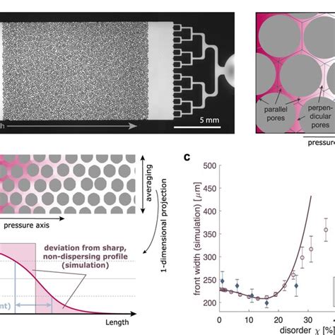 Pore Space Heterogeneity Affects Transport Dynamics A Experimental Download Scientific Diagram