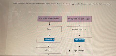 Solved Place The Parts Of The Circulatory System In The Correct Order