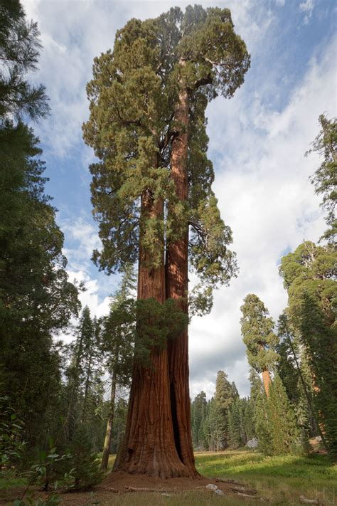 Giant Sequoia Sequoiadendron Giganteum In Big Trees Trail Sequoia