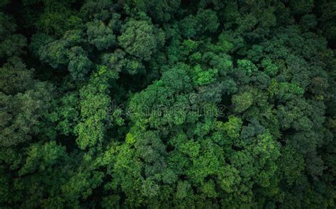 Aerial Top View Of Green Trees In Forest Drone View Of Dense Green Tree Captures Co2 Stock