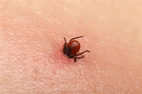 Are There Ticks In Florida Inside And Out Pest Services