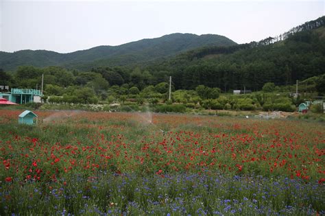 양귀비축제