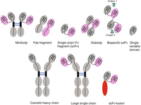 3 Structure Of Recombinant Antibody Derivatives And Atypical Antibody