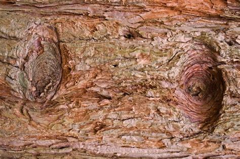 Premium Photo Redwood Bark Detail
