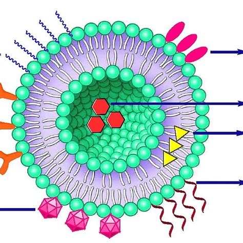 A Schematic Presentation Of Various Ligands Used In Liposome Targeting