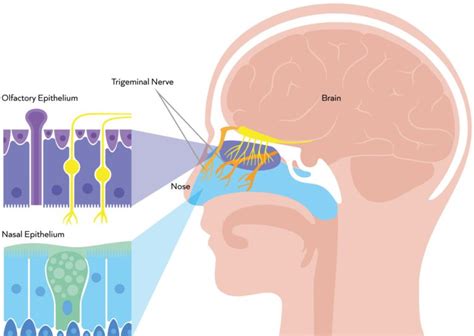 Steps To Success In Nose To Brain Drug Delivery Ondrugdelivery