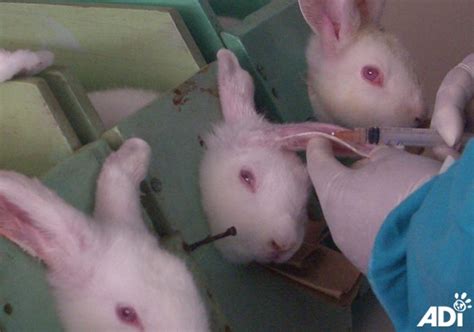Stop Animal Testing And Vivisection Tz Home Facebook