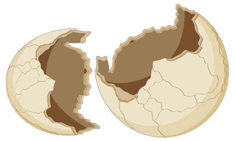 Huevo Agrietado Sobre Fondo Blanco Vector Gratis