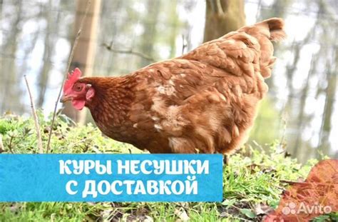 Куры несушки купить в Моршанске Животные и зоотовары Авито