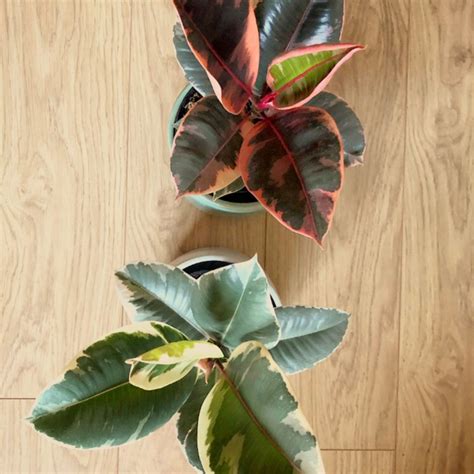 Ficus Elastica Variegata Rubber Tree Variegata Uploaded By Fabbbie