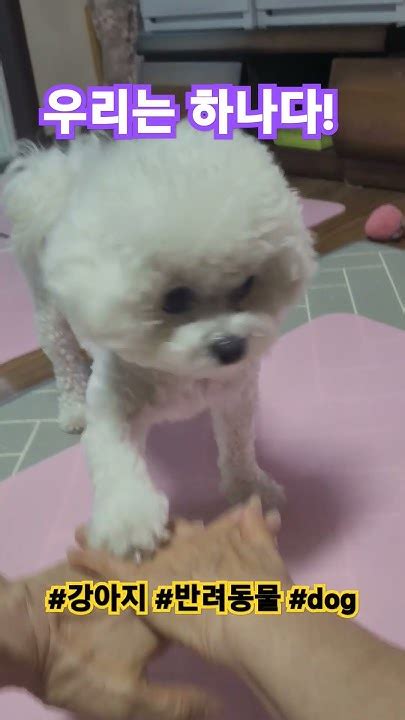강아지 손 모으기 챌린지 Youtube