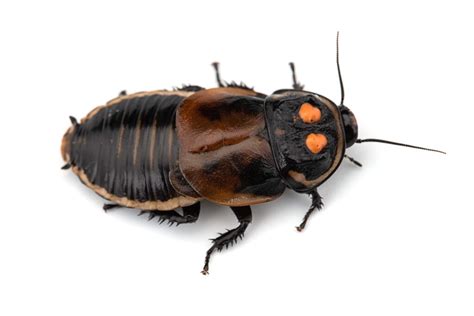 Biggest Cockroaches In The World Growth Traits And More